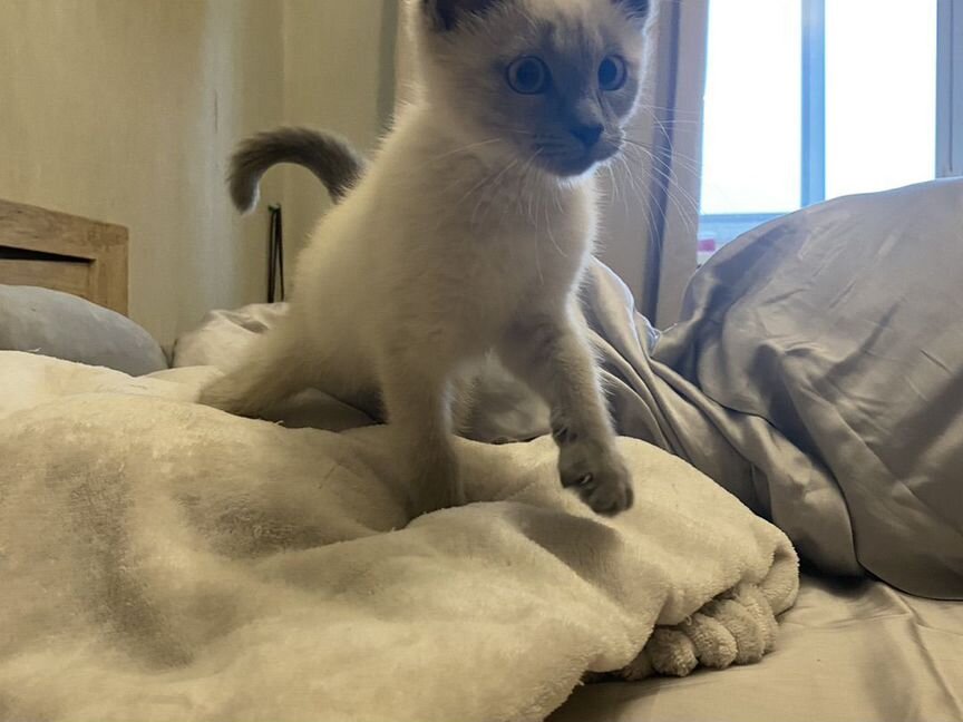 Котенок в добрые руки