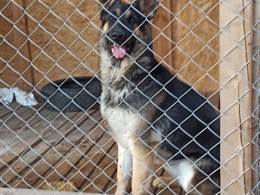 Немецкая овчарка