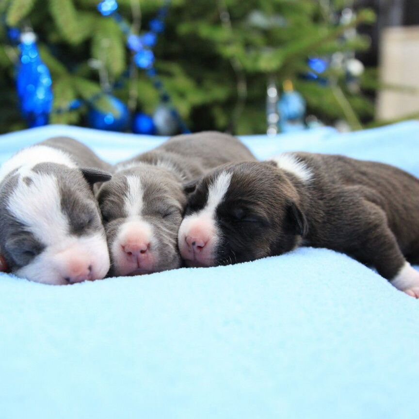 Малыши амстаффики