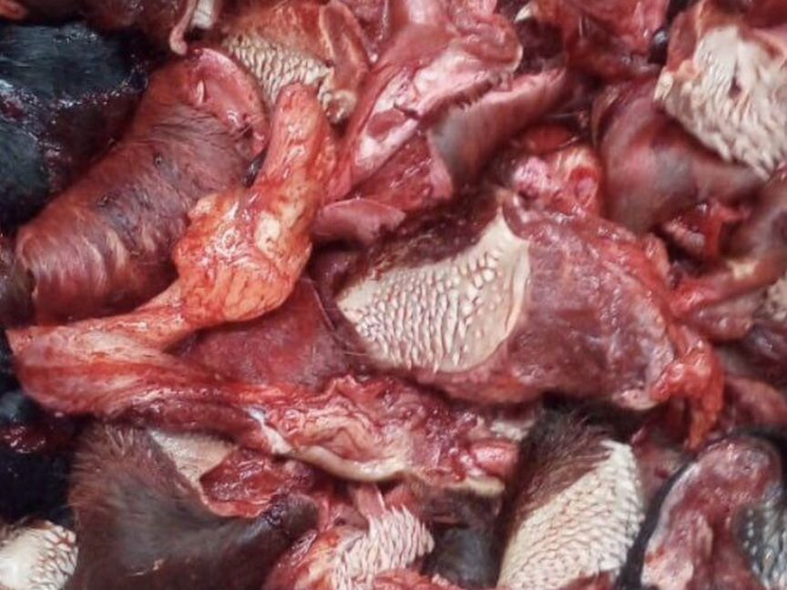 Мясо говядина для собак