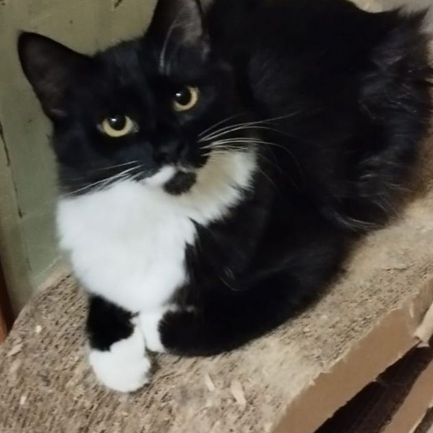 Кошечка ищет дом