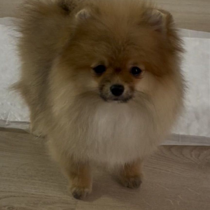 Померанский шпиц, щенок