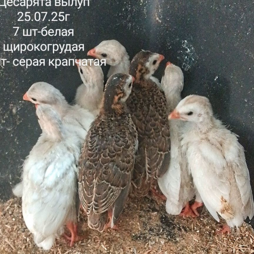 Цесарята