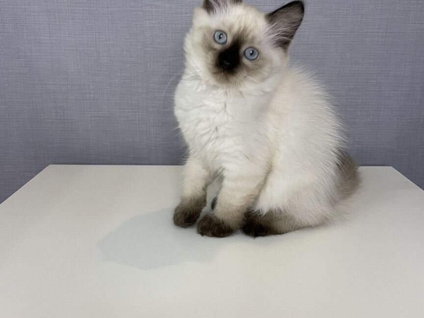 Котята. Невская маскарадная