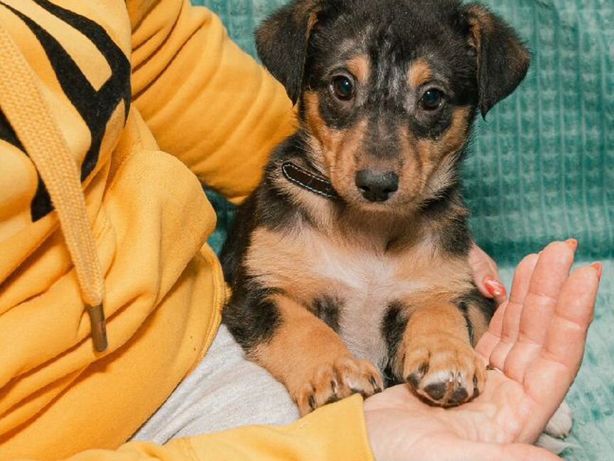 Щенок в добрые руки