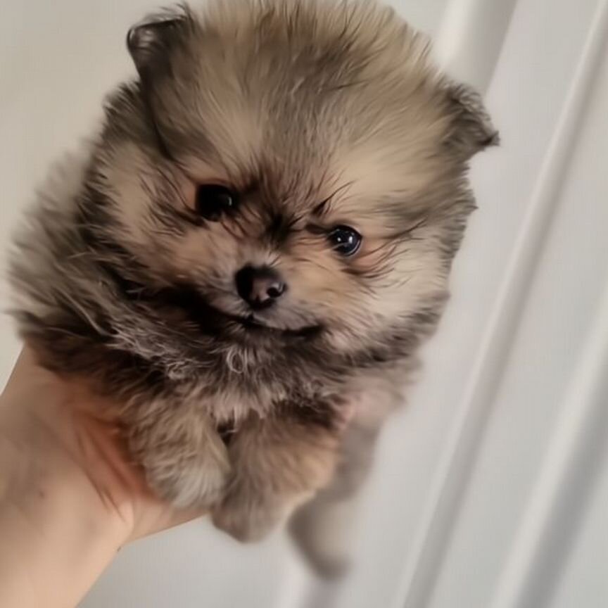 Померанский шпиц, щенок