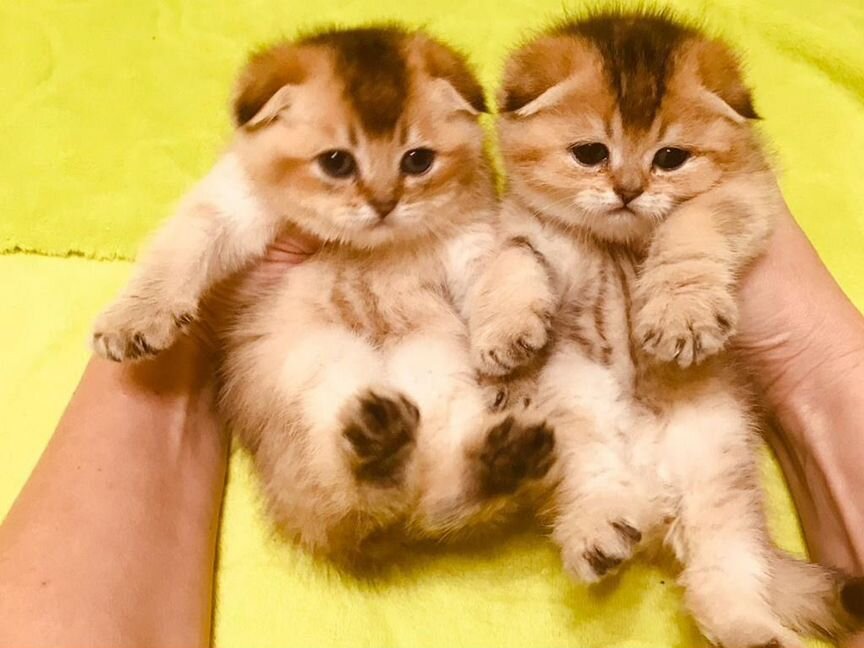 Шотландские золото и серебро