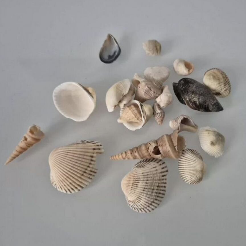 Морские Ракушки разного размера