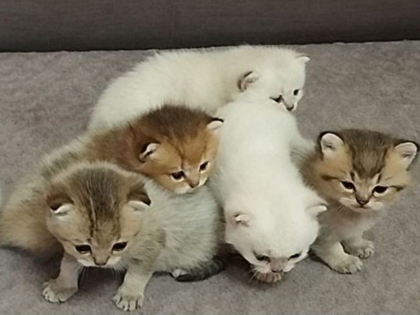 Котята- шиншиллята