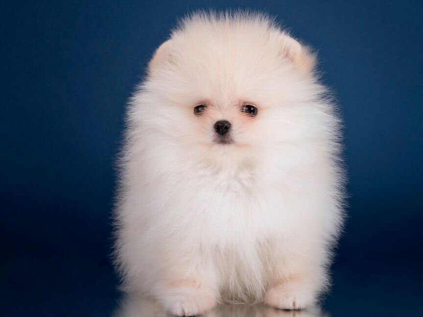 Померанский шпиц щенок мальчик