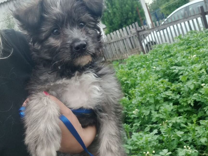 Щеночек мальчик