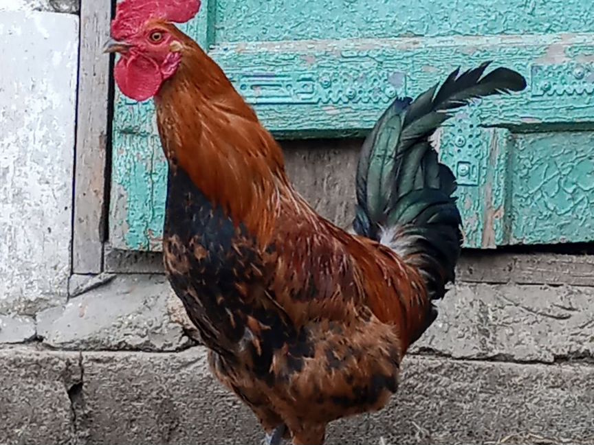 Декоративный петух бентамки