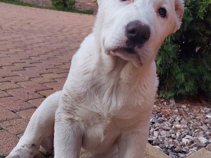 Среднеазиатская овчарка алабай щенки