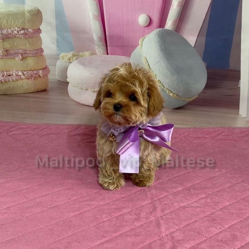 Мальтипу мини F1