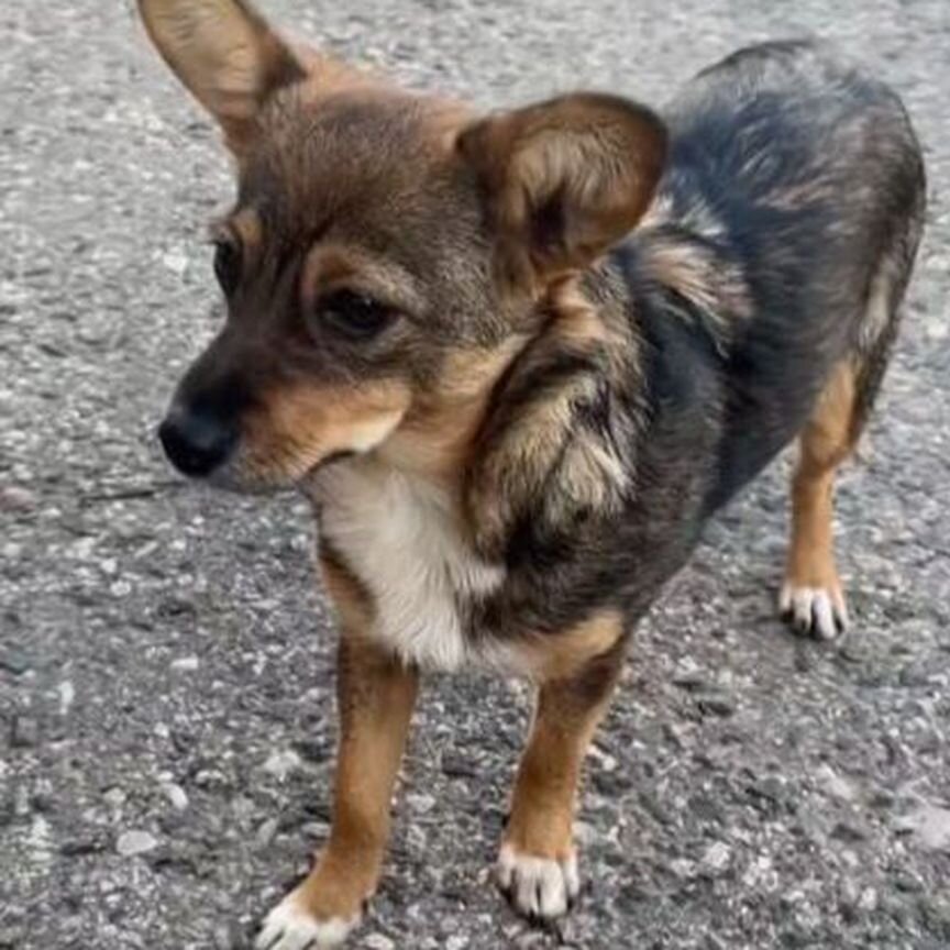 Маленькие собачки в добрые руки