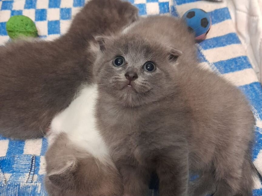 Шотландские вислоухие котята