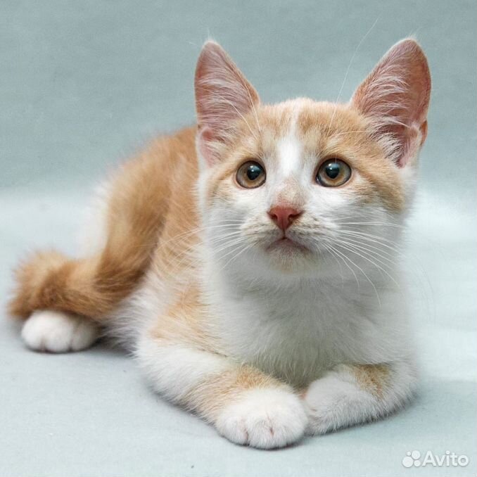 Рыжий котенок Джим 3 месяца в добрые руки