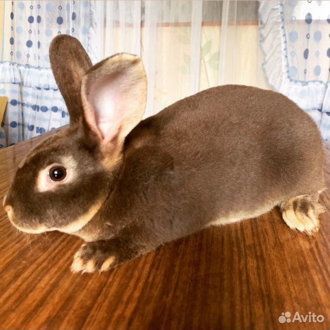 Продажа кроликов рекс