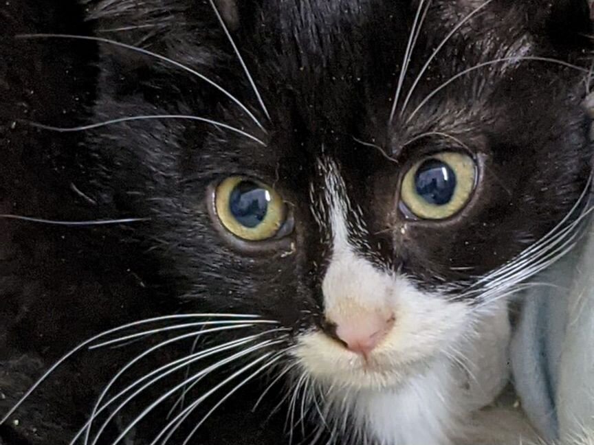 2 мес. котенок Маргоша ищет дом