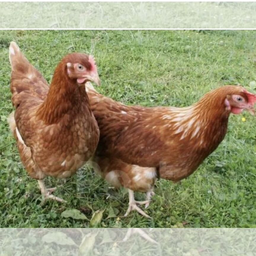Куры Ломан Браун 1,5 года