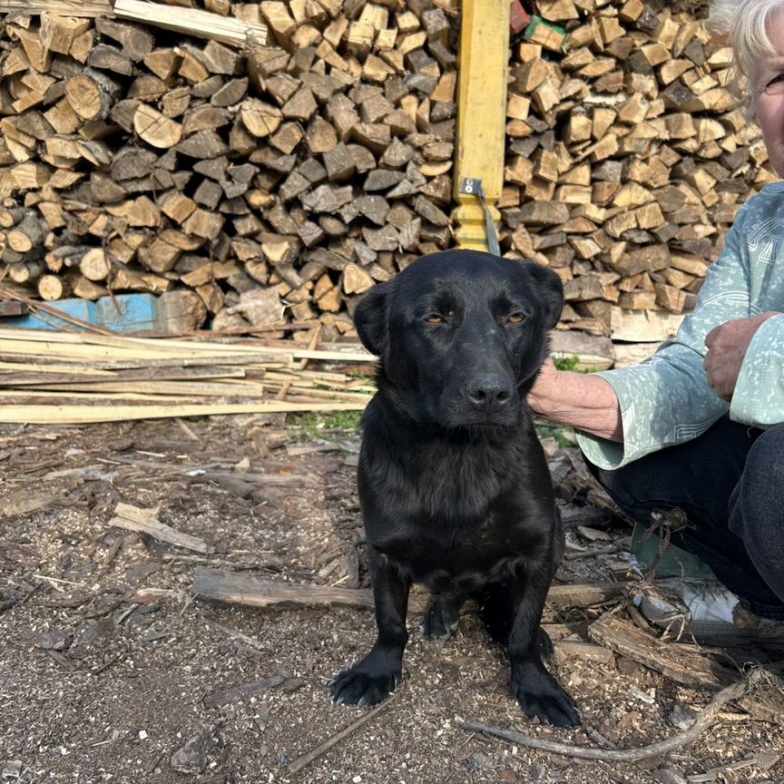 Взрослая собака в добрые руки