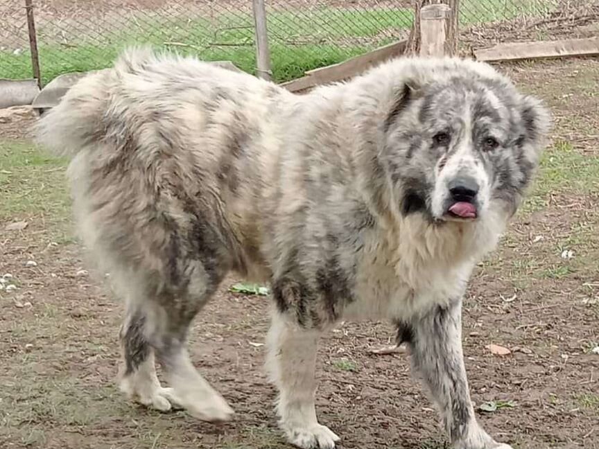 Кавказский волкодав