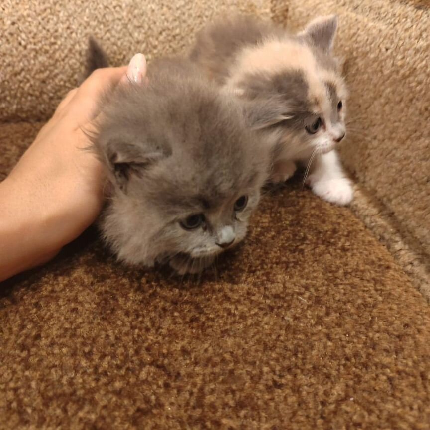 Отдам котят в добрые руки. Котятам 1 месяц