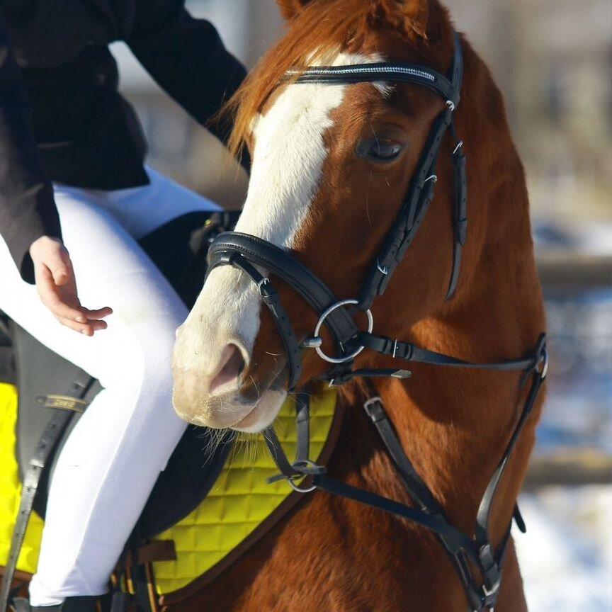 Помощники по уходу за лошадьми