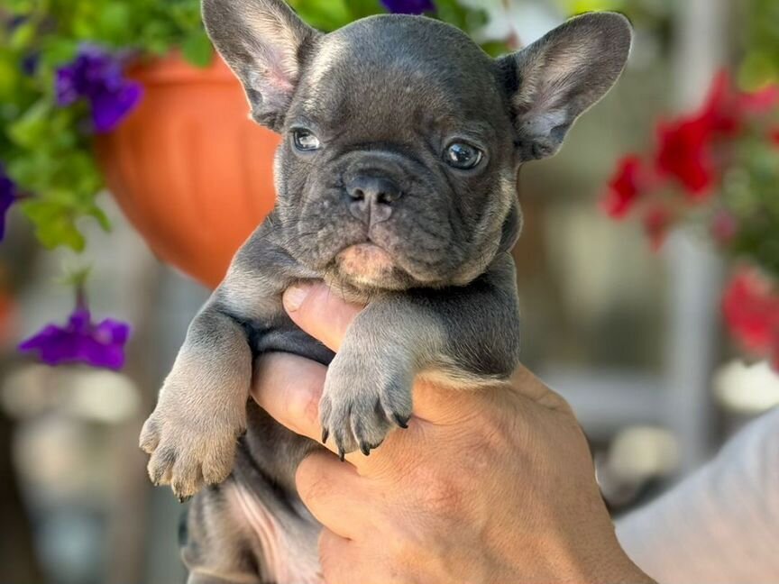 Французский бульдог мальчик носитель изабелла