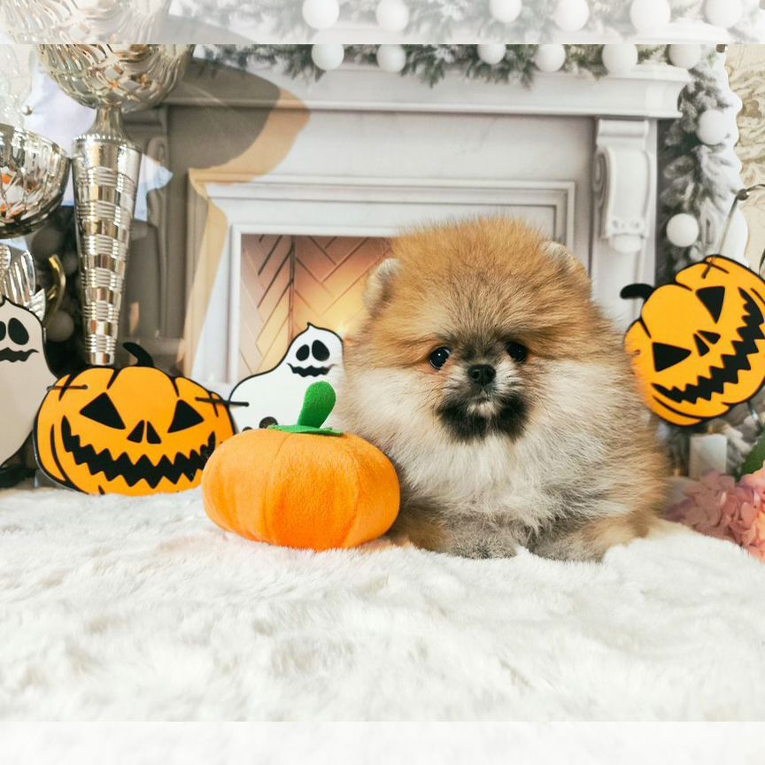 Померанский шпиц, щенок