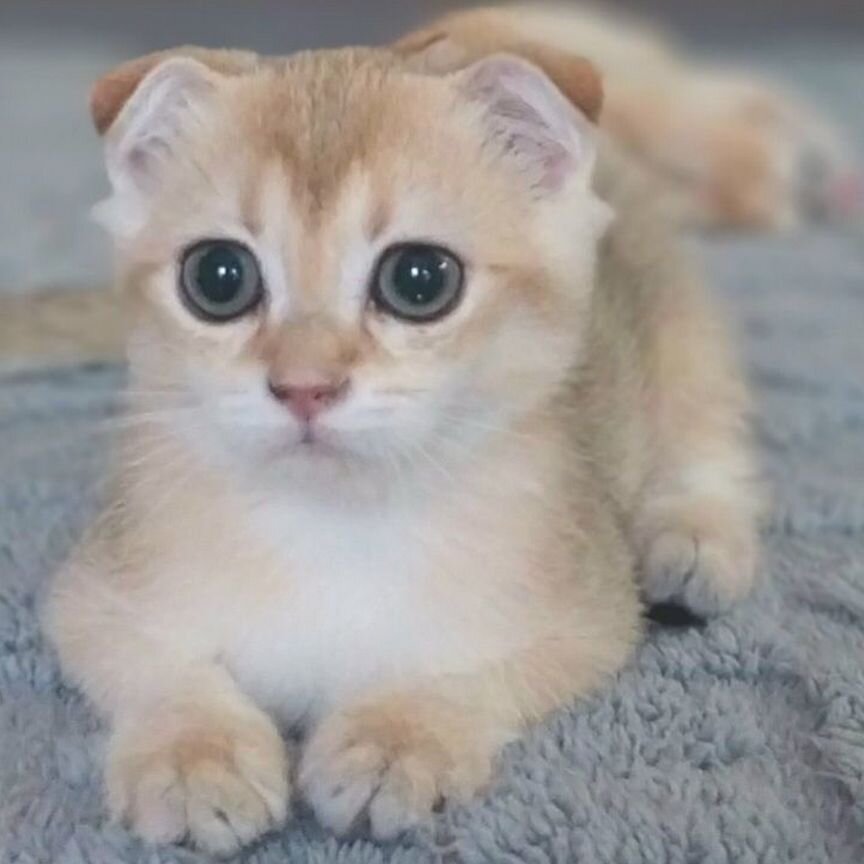 Шотландский вислоухий короткошёрстный котёнок