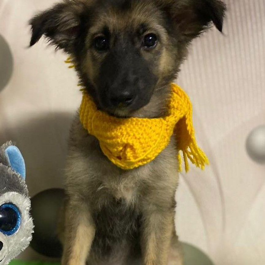 Маргоша скромная сиротка ищет дом