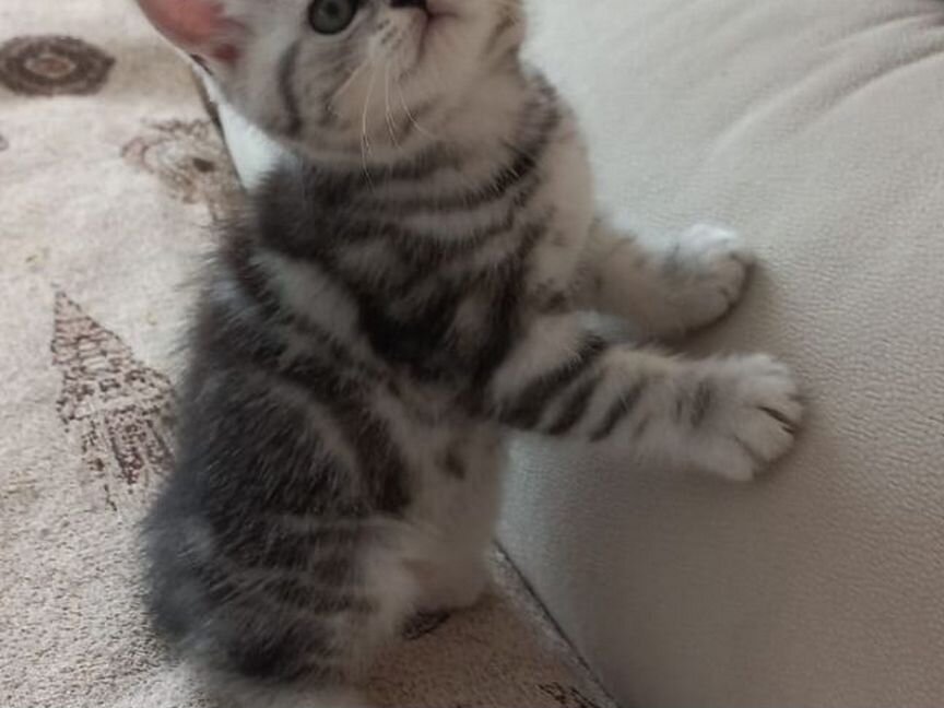 Кошка
