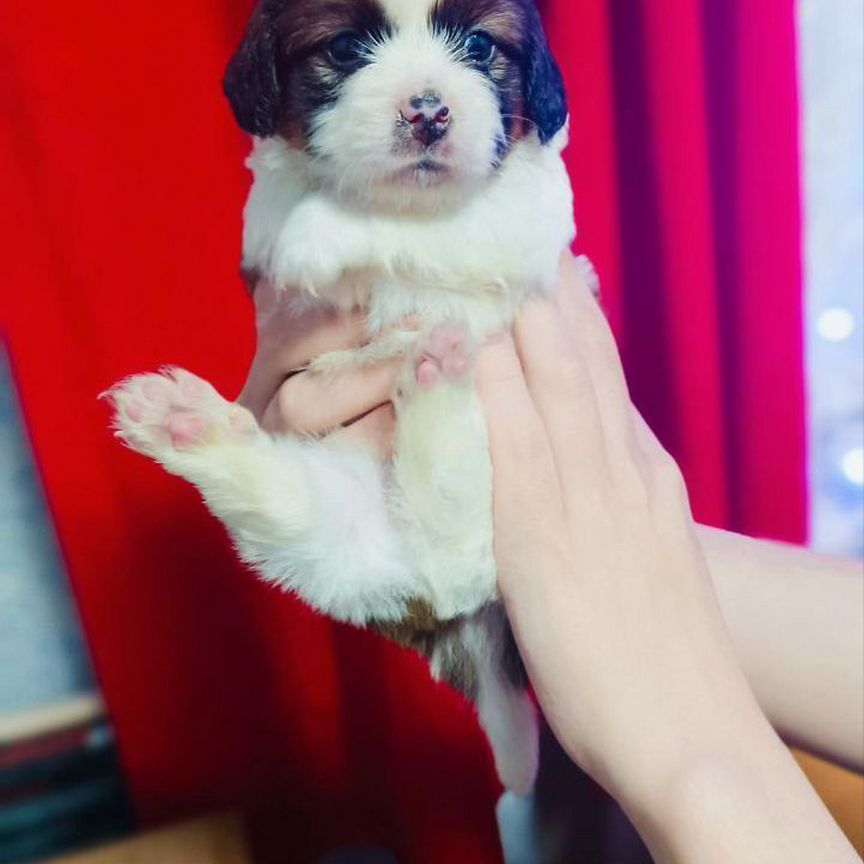 Мальчик ковапу