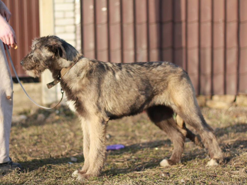 Элфи большая медведица