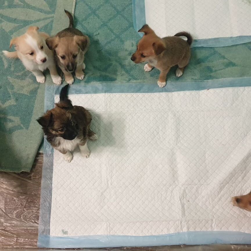 Отдам бесплатно щенка