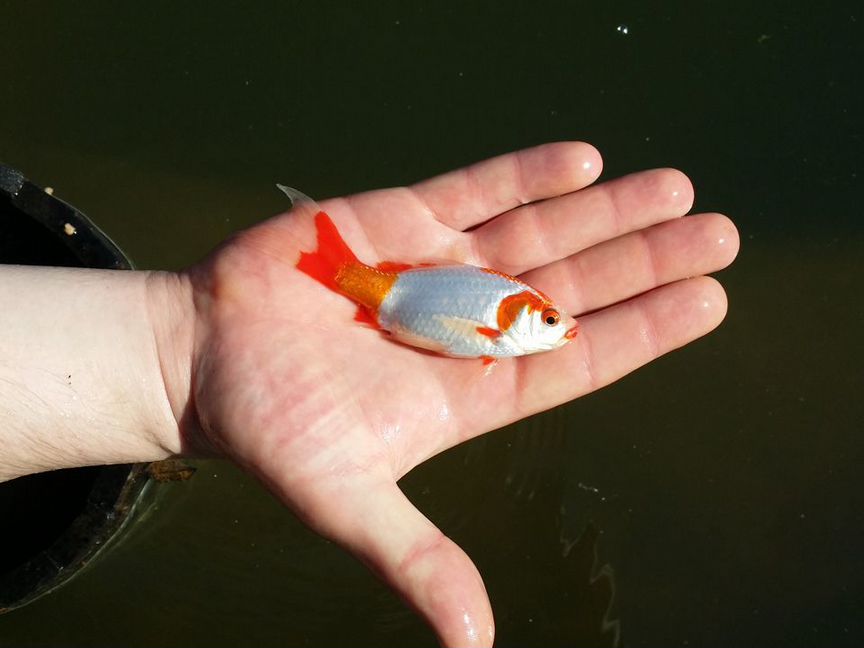 Рыбки золотые караси