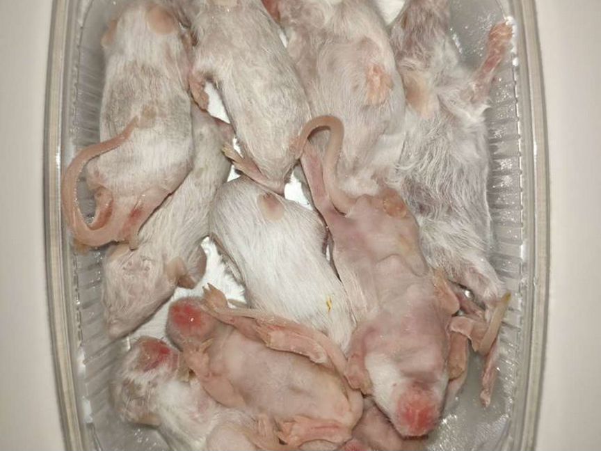 Кормовые мыши опушата