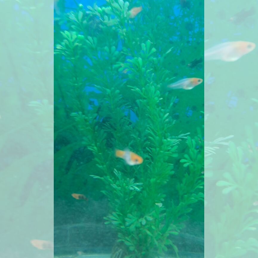 Меченосцы кои,сантаклаус