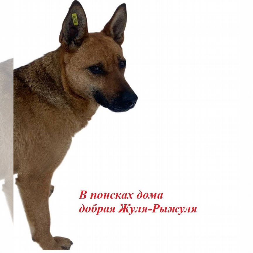 Взрослая собака в добрые руки