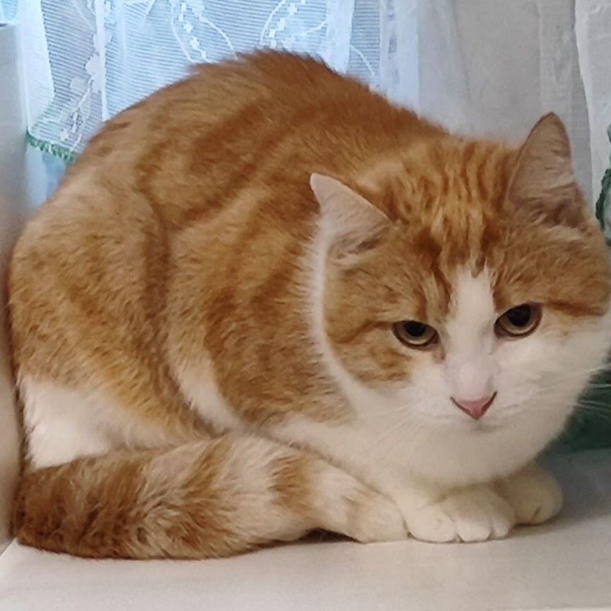 Злой рыжий кот