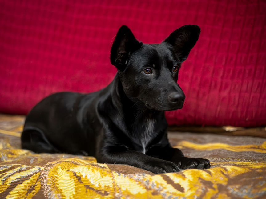 Собачка с короткими лапками