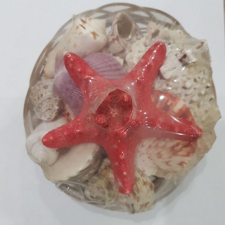 Набор ракушек раковин