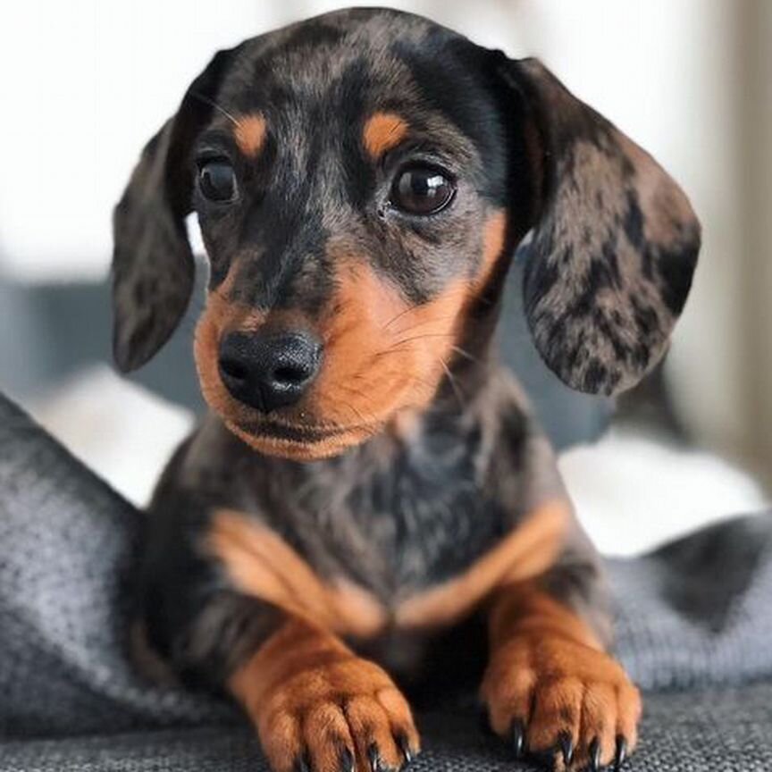 Кроличья такса, щенок