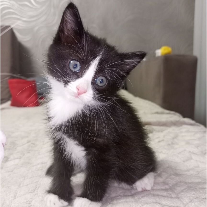 Котенок мальчик