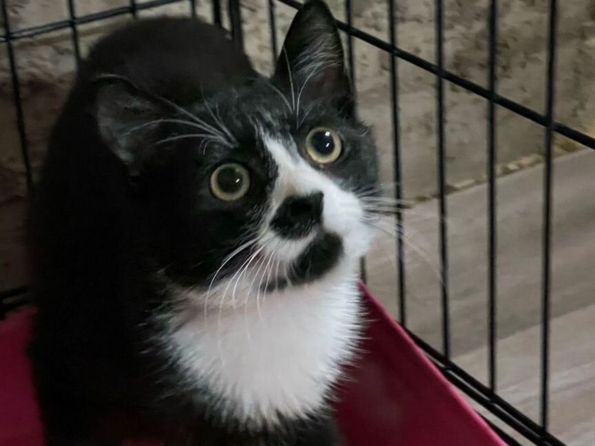Котёнок, подросток, в добрые руки