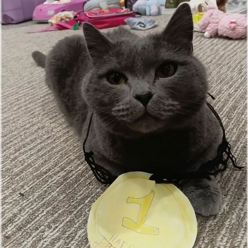 Британский короткошёрстный, взрослый кот