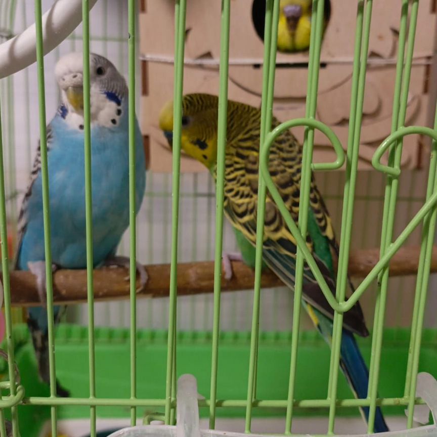 Птенцы волнистый попугай