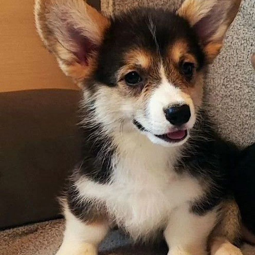 Щенок корги мальчик