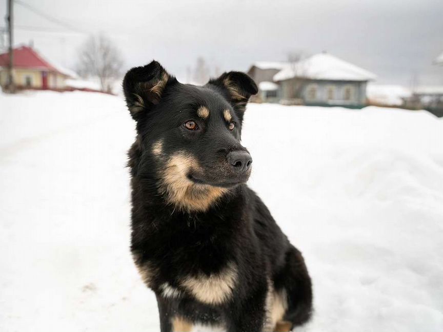 Собака в добрые руки